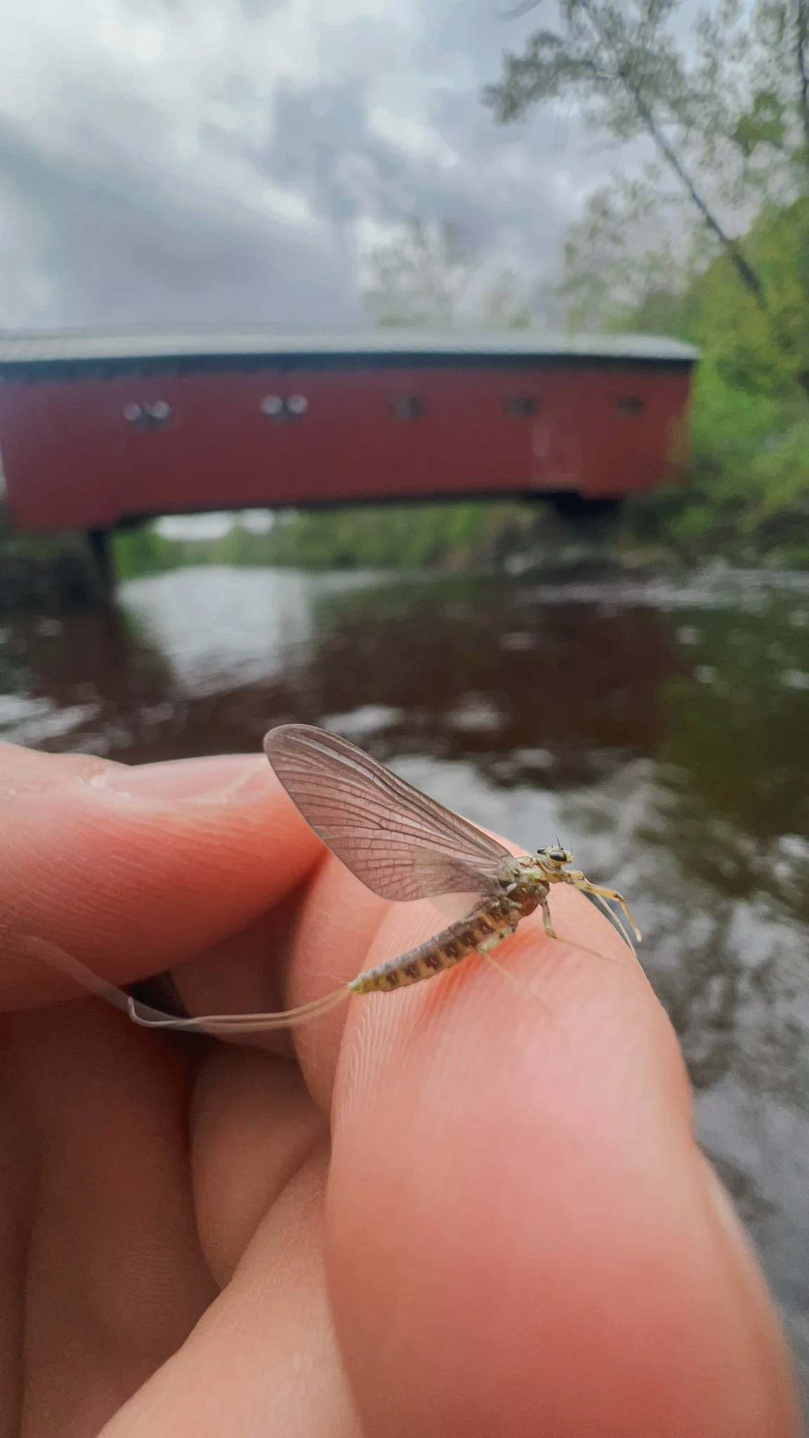 Battenkill River Fishing Report | Conditions, Hatches & Flies ...