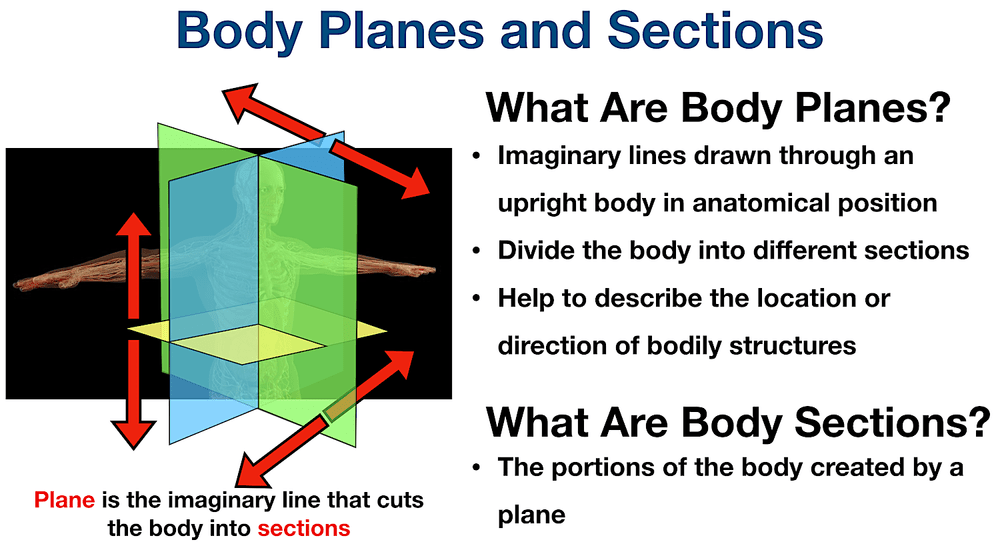 Body Planes and Sections: Anatomical Position, Directional Term ...