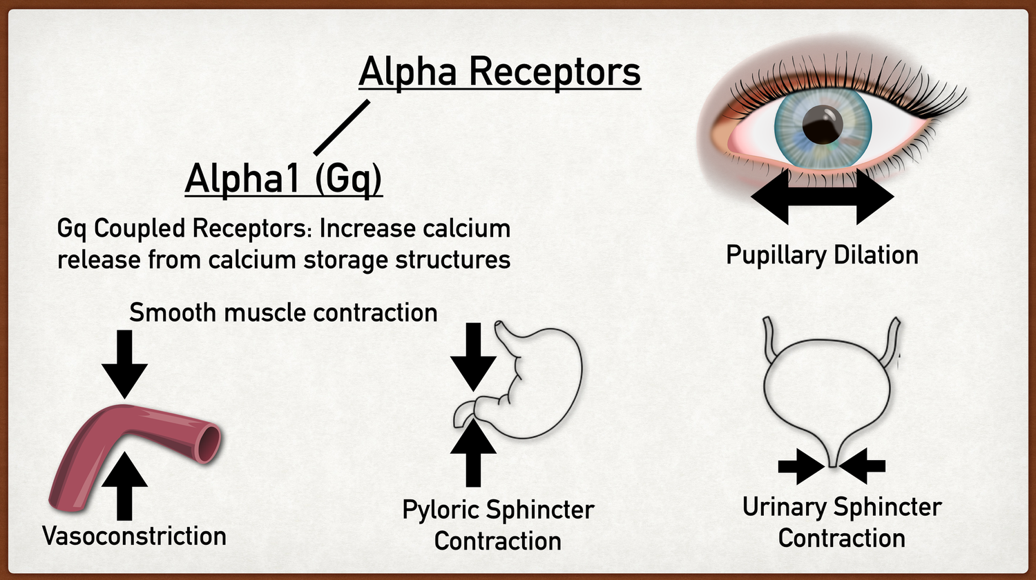 Alpha Adrenergic Receptors: Types, Function, Location, and Stimulation ...