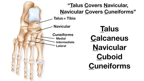 Foot and Ankle Anatomy: Tarsal Bone Mnemonic, Names, Labeled Diagram ...