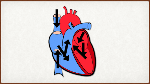 Cardiac Cycle Phases and Blood Flow: Step-By-Step Heart Diagram — Simplico