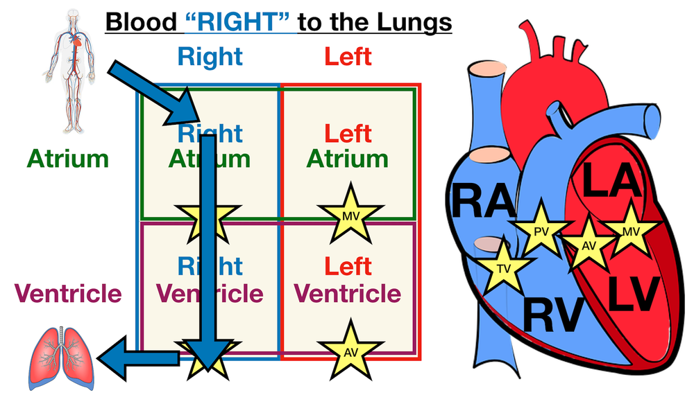 Heart Anatomy: Labeled Diagram, Structures, Blood Flow, Function of ...