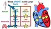 Heart Anatomy: Labeled Diagram, Structures, Blood Flow, Function of ...