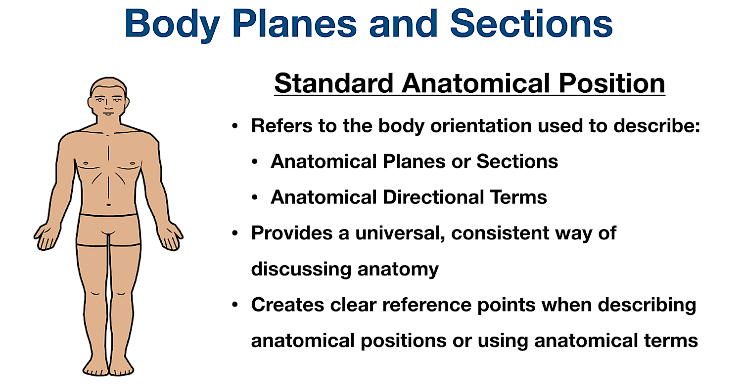 Body Planes and Sections: Anatomical Position, Directional Term ...