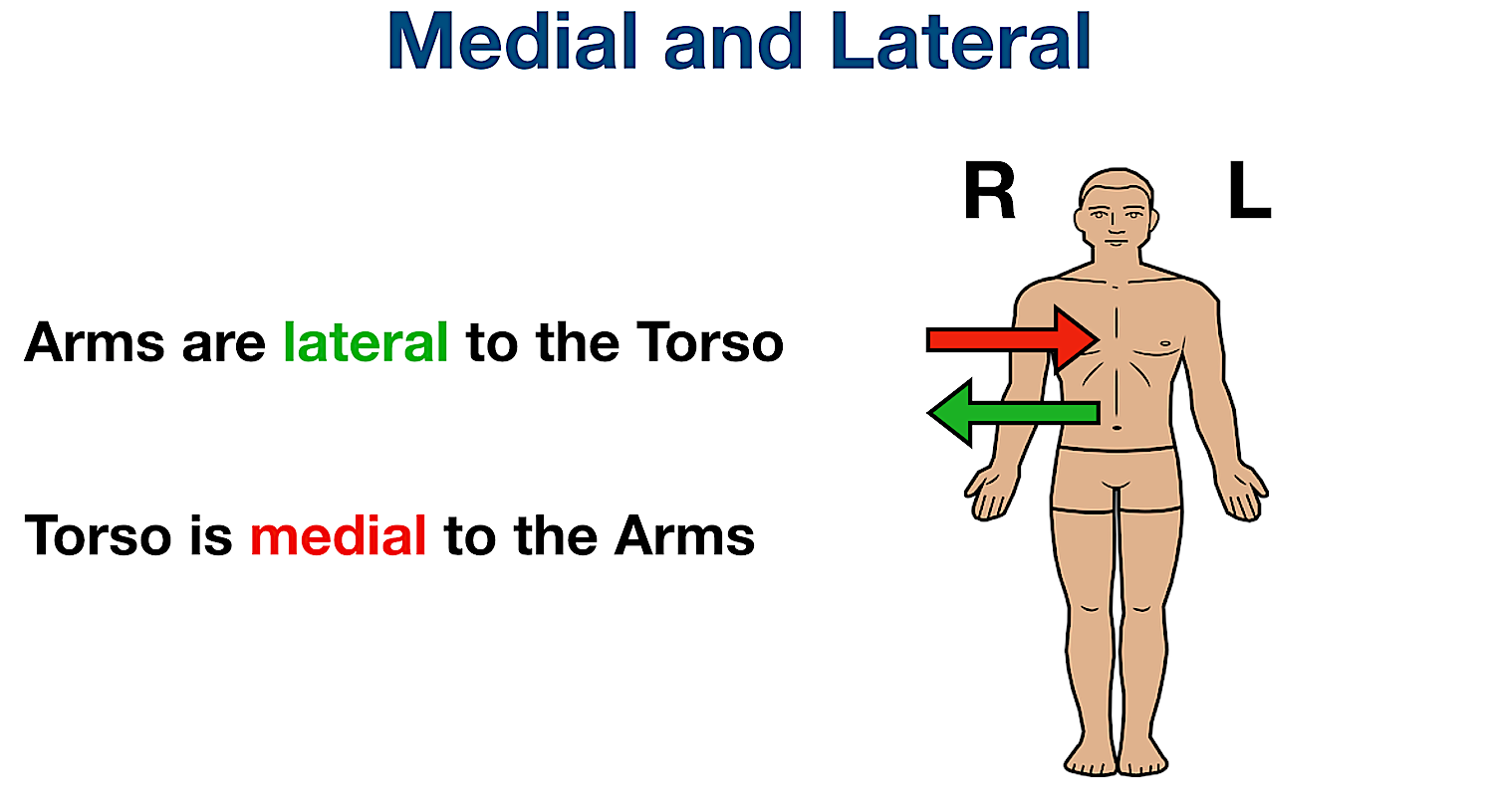 Anatomical Position and Directional Terms: Definitions, Example Labeled ...