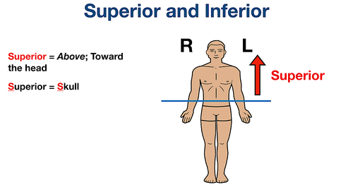 Anatomical Position and Directional Terms: Definitions, Example Labeled ...