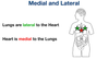 Anatomical Position and Directional Terms: Definitions, Example Labeled ...