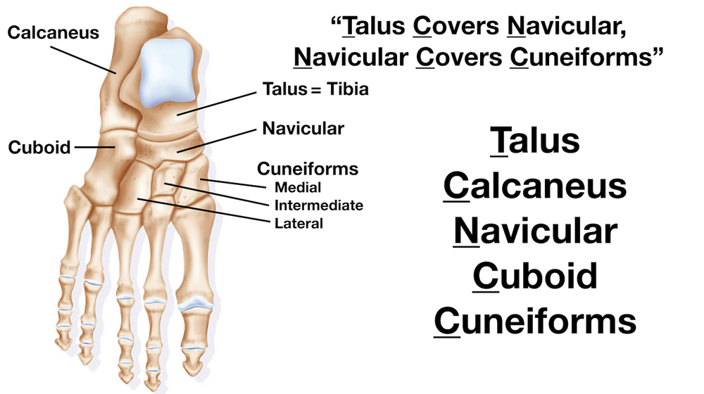 Foot and Ankle Anatomy: Tarsal Bone Mnemonic, Names, Labeled Diagram ...