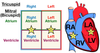 Heart Anatomy: Labeled Diagram, Structures, Blood Flow, Function of ...