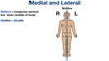 Anatomical Position and Directional Terms: Definitions, Example Labeled ...