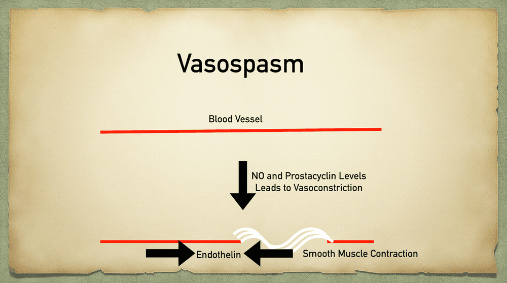 Primary Hemostasis Pathway: Definition and Platelet Plug Formation with ...