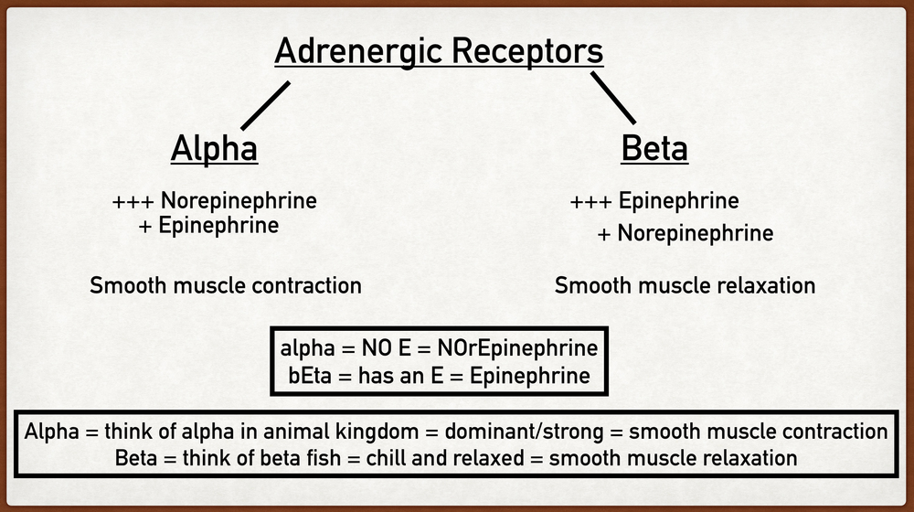 Alpha Adrenergic Receptors: Types, Function, Location, and Stimulation ...