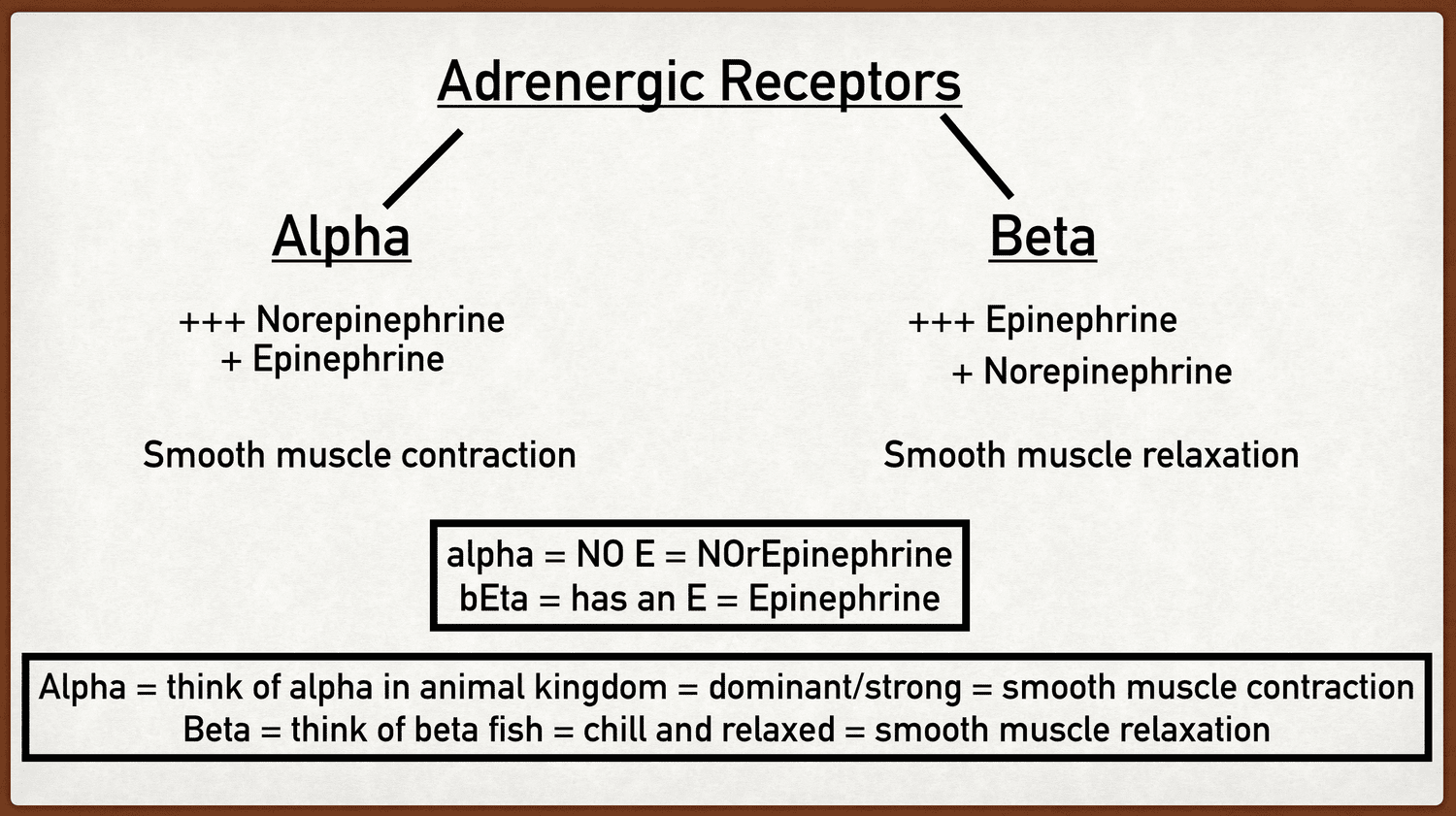 Alpha Adrenergic Receptors: Types, Function, Location, and Stimulation ...