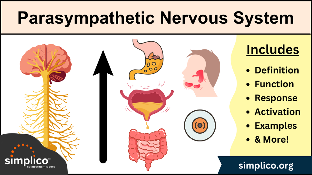 Parasympathetic Nervous System: Function, Activation, Definition ...