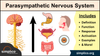 Parasympathetic Nervous System: Function, Activation, Definition ...