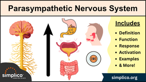 Parasympathetic Nervous System: Function, Activation, Definition ...
