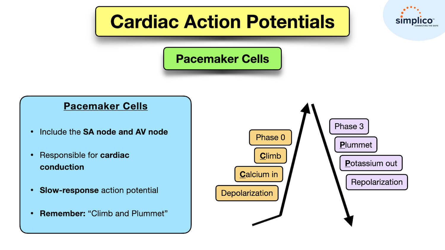 Cardiac Action Potentials | Phases Made Easy, Diagram, Ions Explained ...