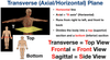 Body Planes and Sections: Anatomical Position, Directional Term ...