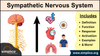 Sympathetic Nervous System: Function, Response, Definition, Activation ...