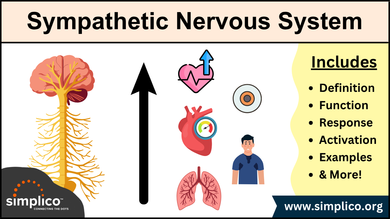 Sympathetic Nervous System: Function, Response, Definition, Activation ...