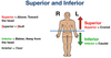 Anatomical Position and Directional Terms: Definitions, Example Labeled ...