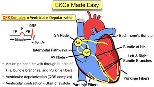 ECG Waveform Explained: EKG Labeled Diagrams and Components — Simplico