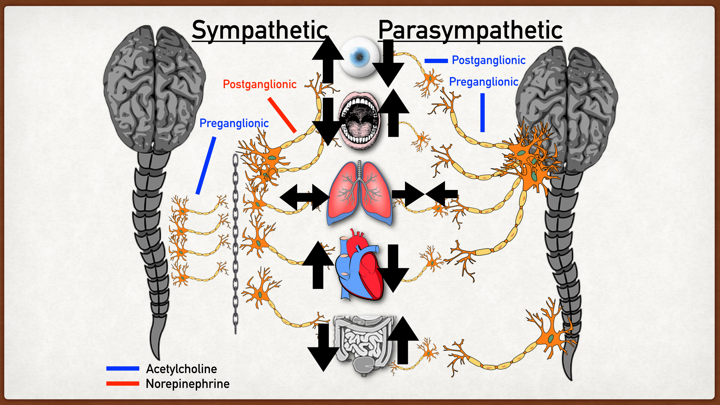 Alpha Adrenergic Receptors: Types, Function, Location, and Stimulation ...