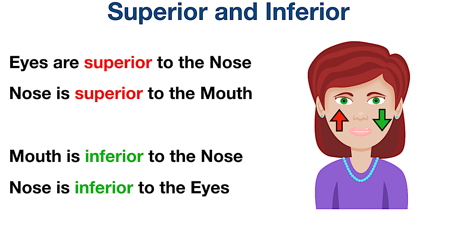 Anatomical Position and Directional Terms: Definitions, Example Labeled ...