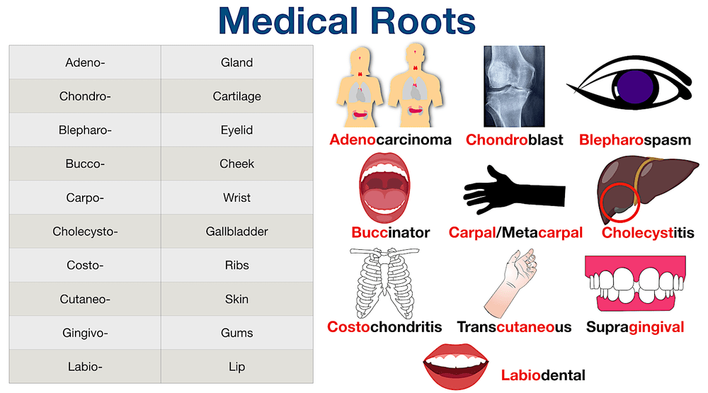 Medical Terminology: Root Word List & Meanings, Prefix & Suffix Review ...