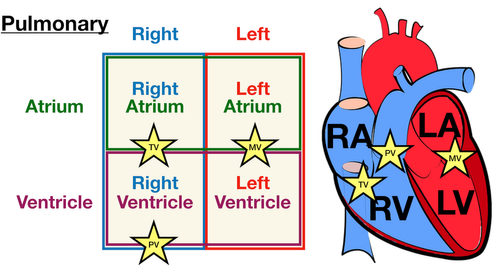 Heart Anatomy: Labeled Diagram, Structures, Blood Flow, Function of ...