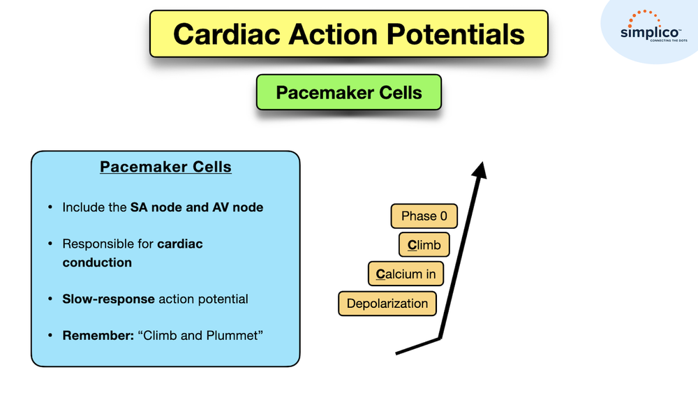 Cardiac Action Potentials | Phases Made Easy, Diagram, Ions Explained ...