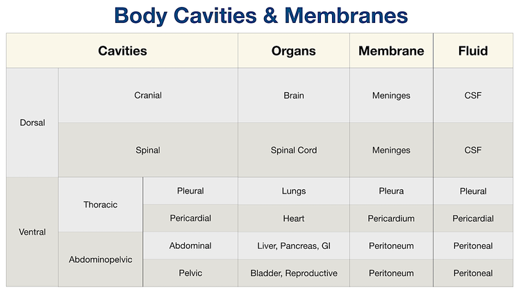 Body Cavities Labeled: Organs, Membranes, Definitions, Diagram, and ...