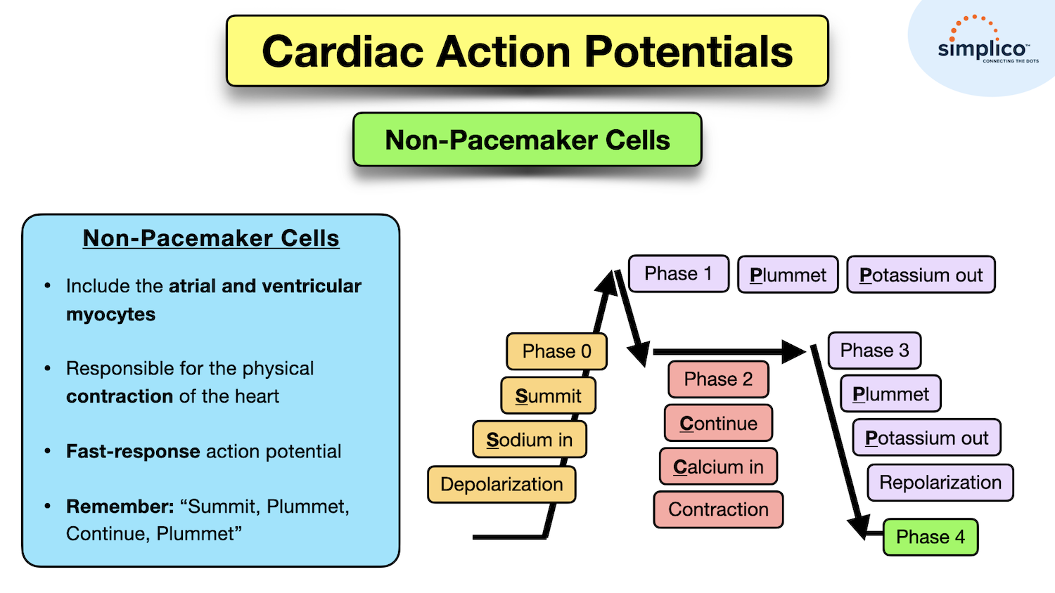 Antiarrhythmic Drugs | List of Medication Classes and Examples — Simplico