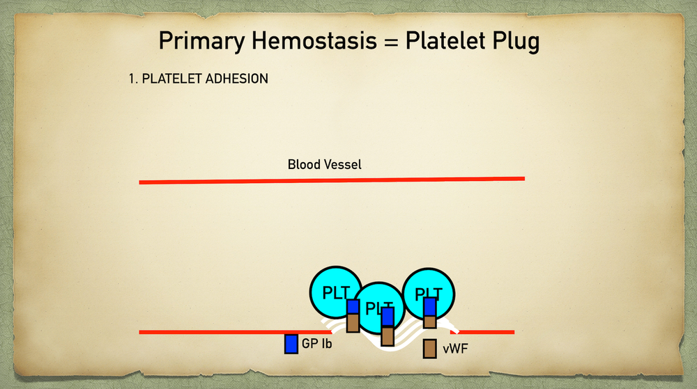 Primary Hemostasis Pathway: Definition and Platelet Plug Formation with ...