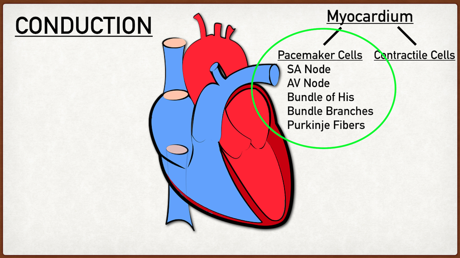 Conduction System of the Heart: Step-By-Step Labeled Diagram and ...