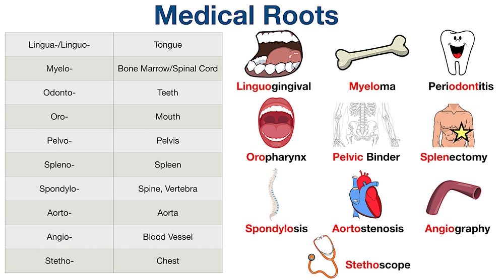 Medical Terminology: Root Word List & Meanings, Prefix & Suffix Review ...