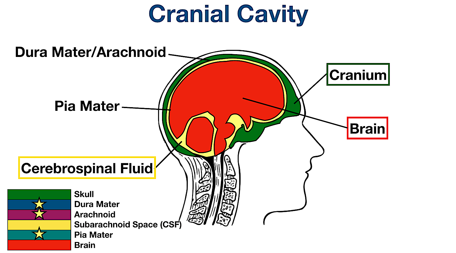 Body Cavities Labeled: Organs, Membranes, Definitions, Diagram, and ...