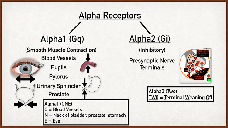 Alpha Adrenergic Receptors: Types, Function, Location, and Stimulation ...