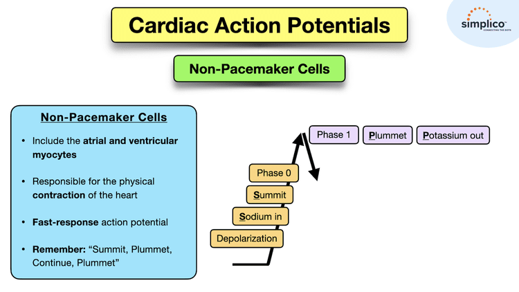 Cardiac Action Potentials | Phases Made Easy, Diagram, Ions Explained ...