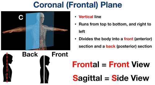 Body Planes and Sections: Anatomical Position, Directional Term ...