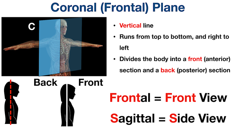 Body Planes and Sections: Anatomical Position, Directional Term ...