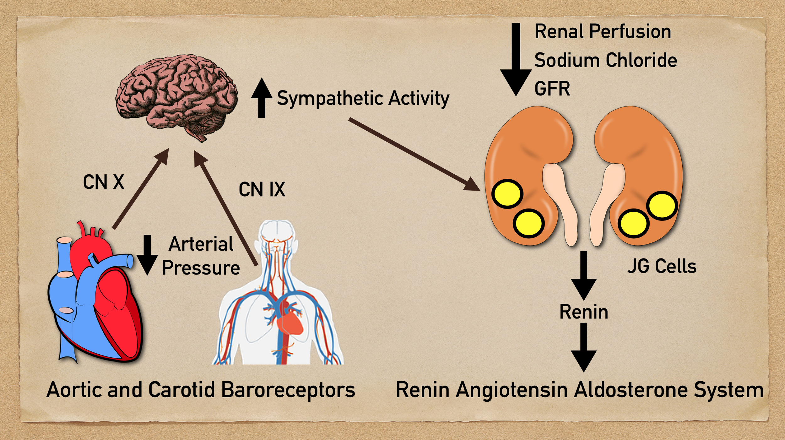 Blood Pressure Regulation of Hypotension: Physiology, Mechanism, and ...