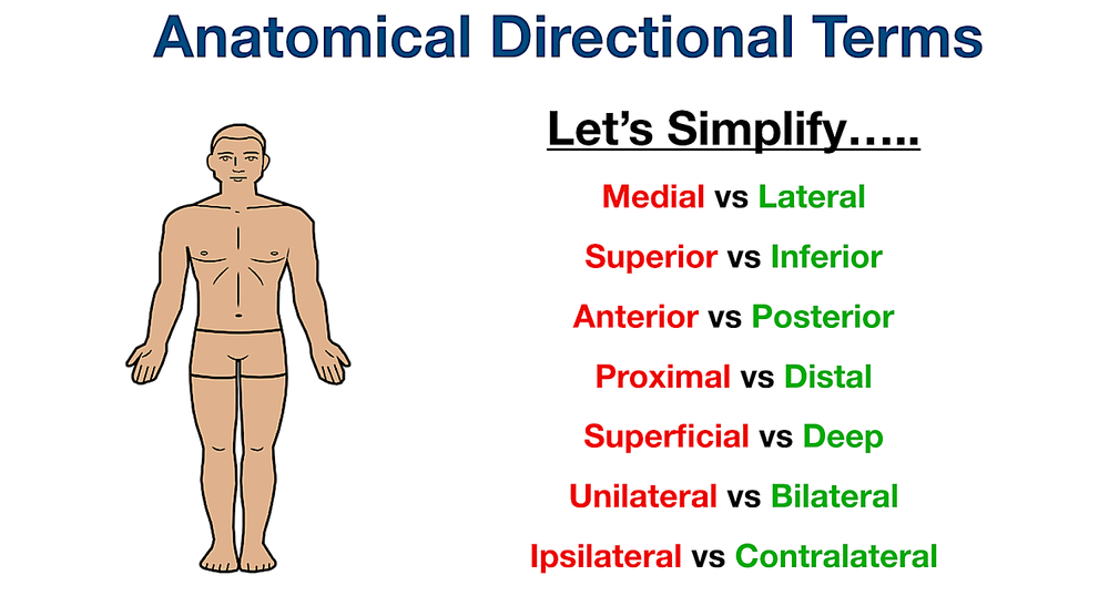 Anatomical Position and Directional Terms: Definitions, Example Labeled ...
