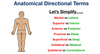 Anatomical Position and Directional Terms: Definitions, Example Labeled ...