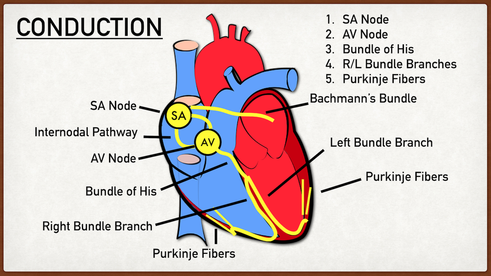 Conduction System of the Heart: Step-By-Step Labeled Diagram and ...