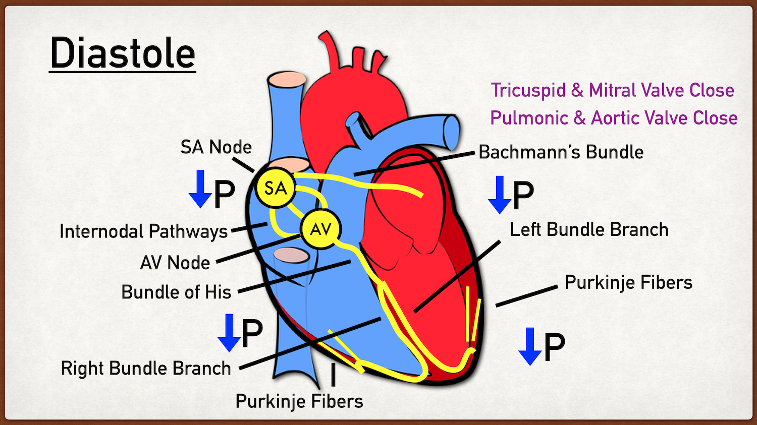 Cardiac Cycle Phases and Blood Flow: Step-By-Step Heart Diagram — Simplico
