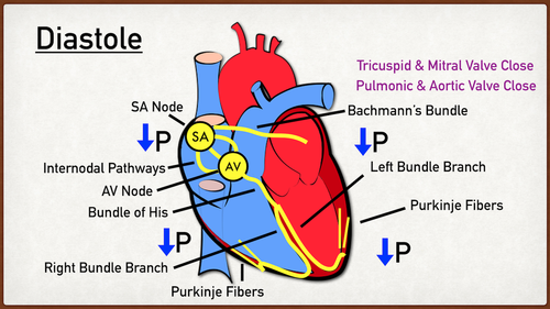 Cardiac Cycle Phases and Blood Flow: Step-By-Step Heart Diagram — Simplico
