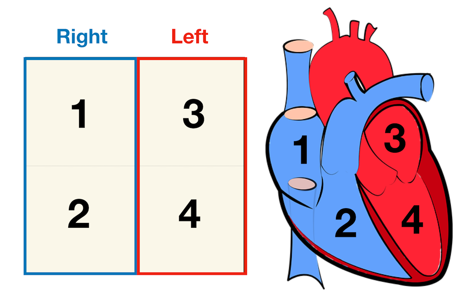 Heart Anatomy: Labeled Diagram, Structures, Blood Flow, Function of ...