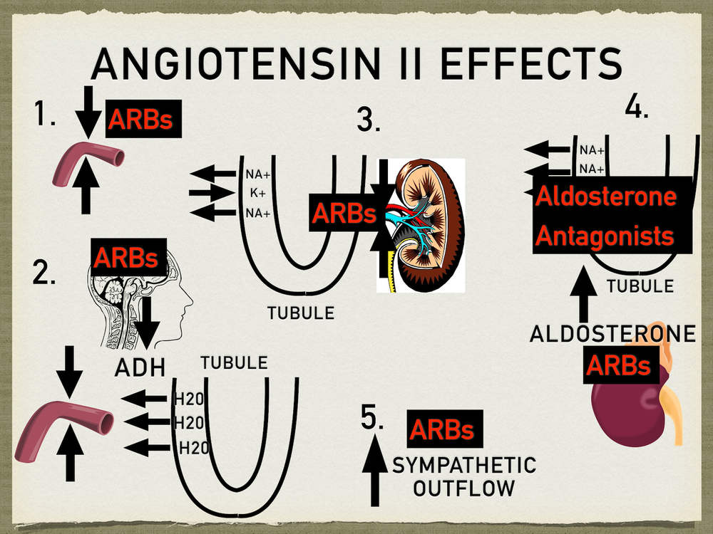 Renin-Angiotensin-Aldosterone System: Pathway Steps, Function ...