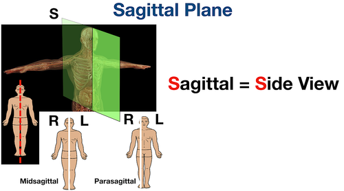 Body Planes and Sections: Anatomical Position, Directional Term ...